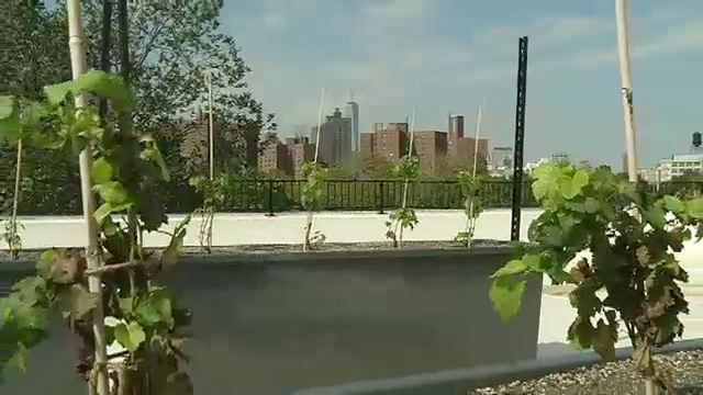Grape State of New York: Brooklyn’s Rooftop Reds Takes Winemaking to ...