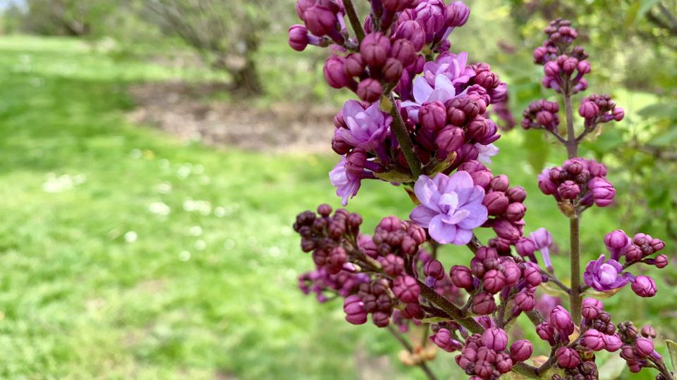 Rochester Lilac Festival Canceled Amid Coronavirus Pandemic