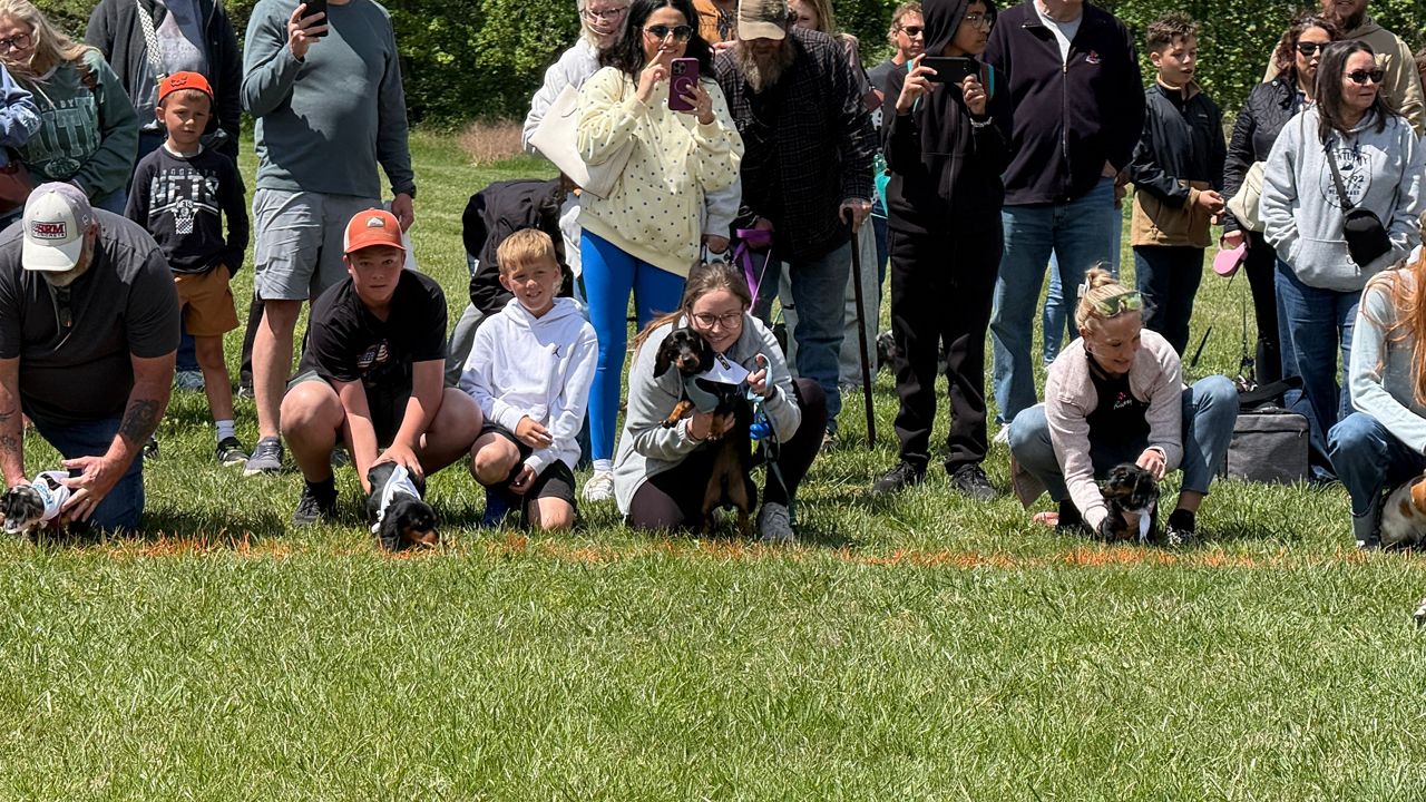 Weenie Derby races