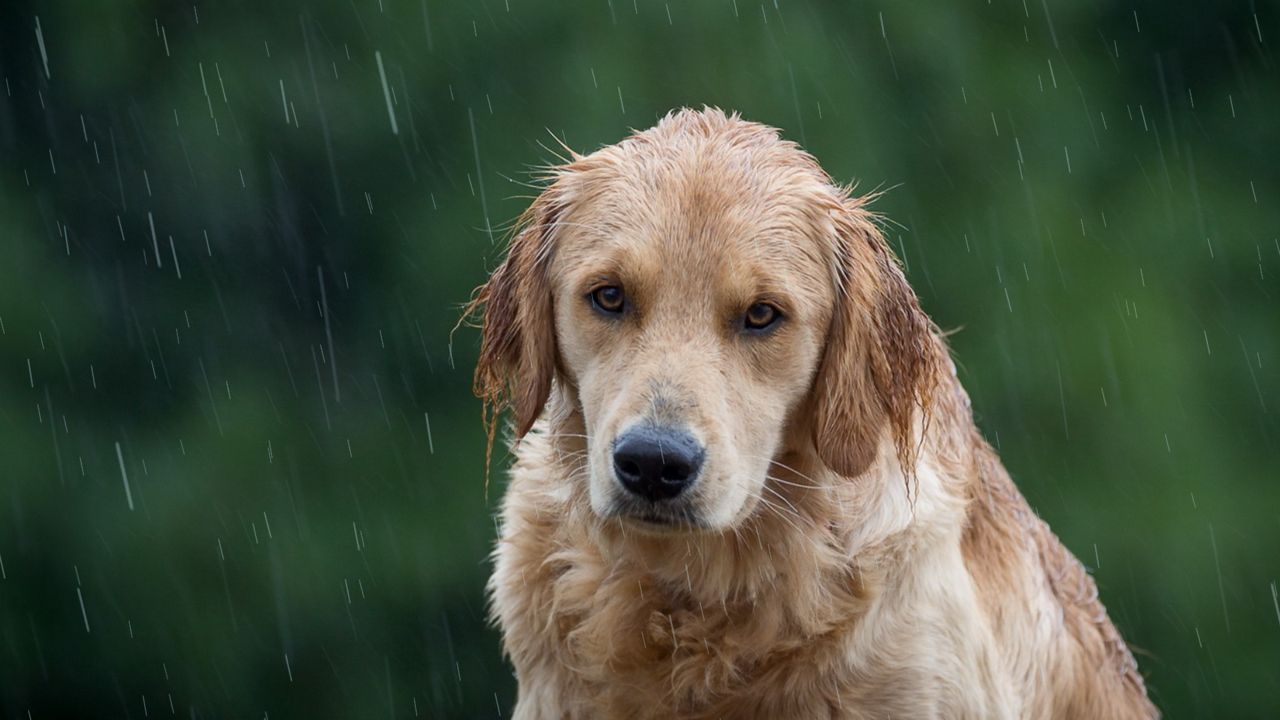 Keep the muddy mess out and your pooch's paws clean
