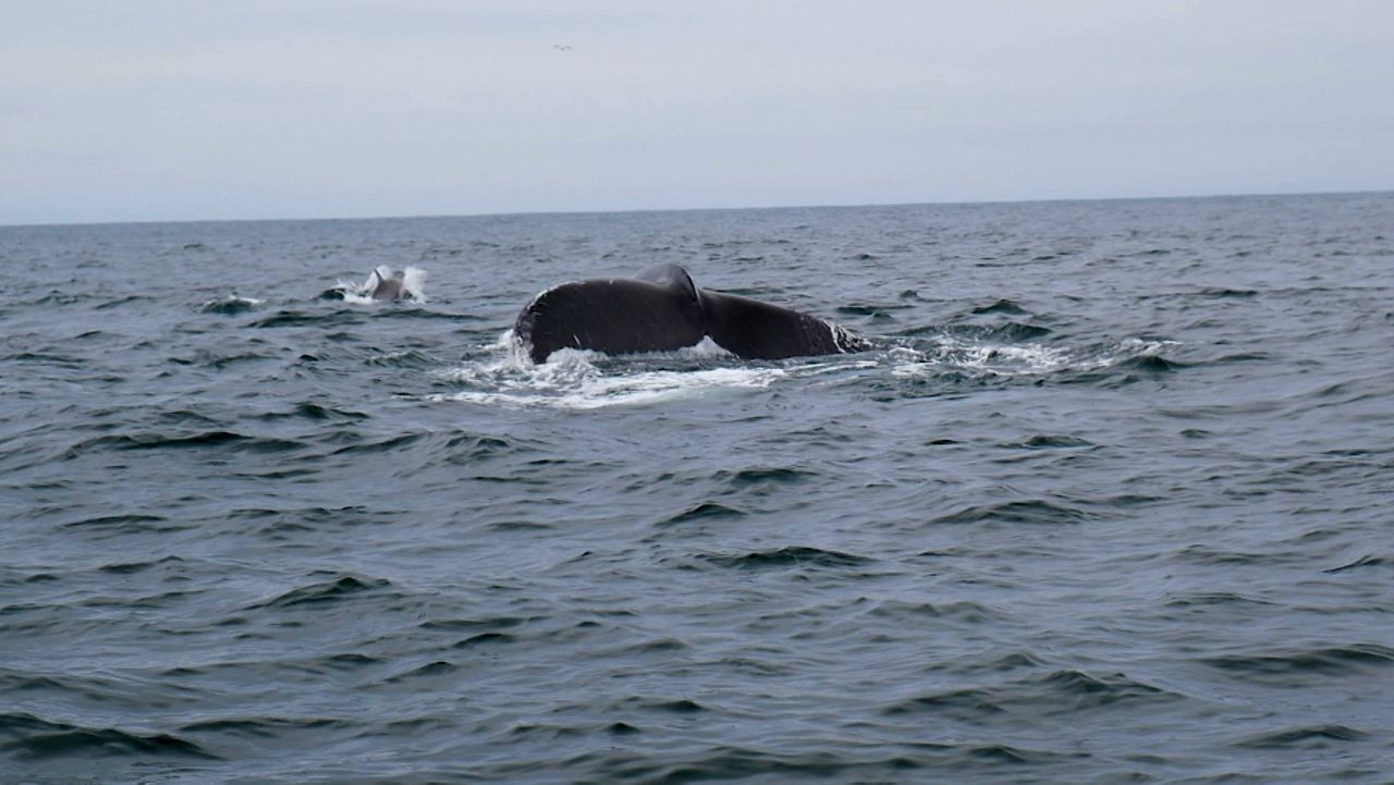 Whale Safe aims to better detect, protect endangered whale species