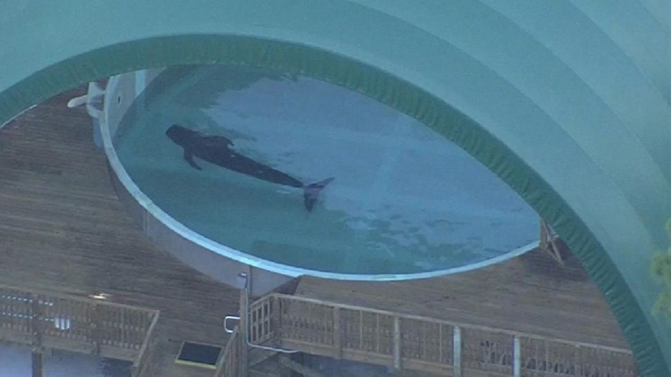 2 Recovering Whales At Pinellas Facility, Others Returned To Gulf