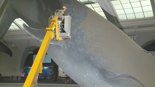 Whale Wash: Natural History Museum's Icon Undergoes Spring Cleaning