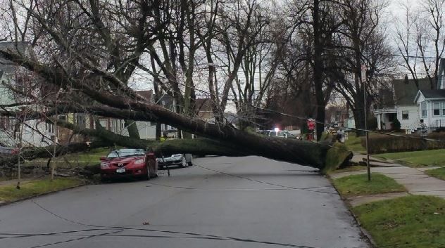 Strong Wind Gust Knocks Over Tree, Power Lines in South Buffalo