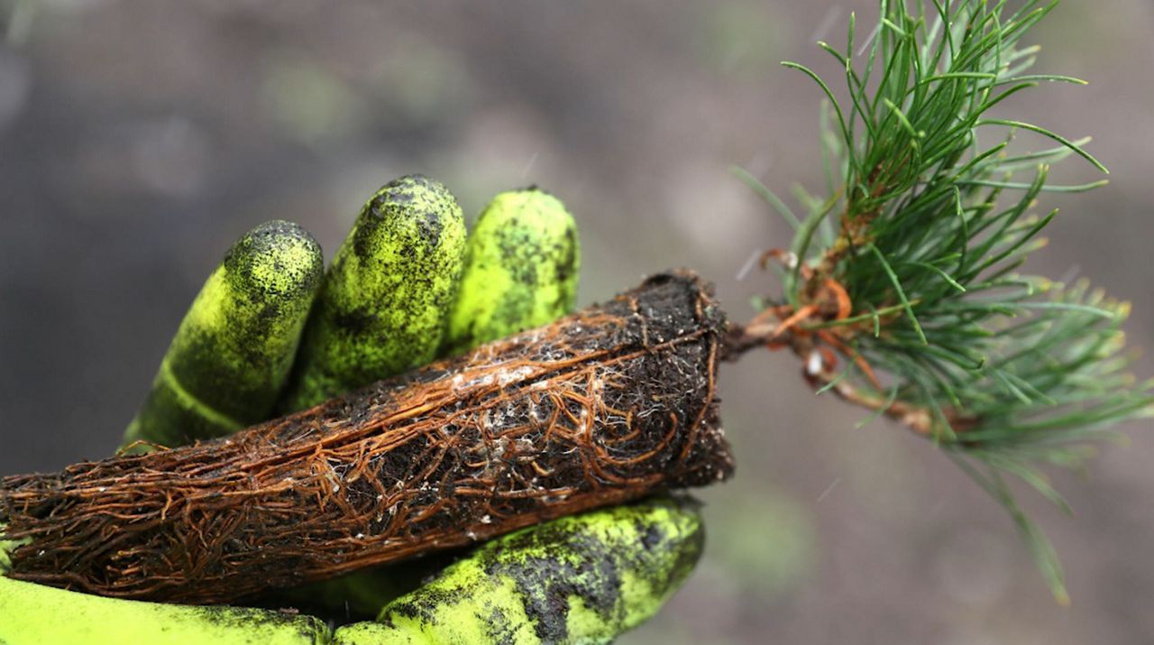 2020 Fond du Lac Trees in 2020