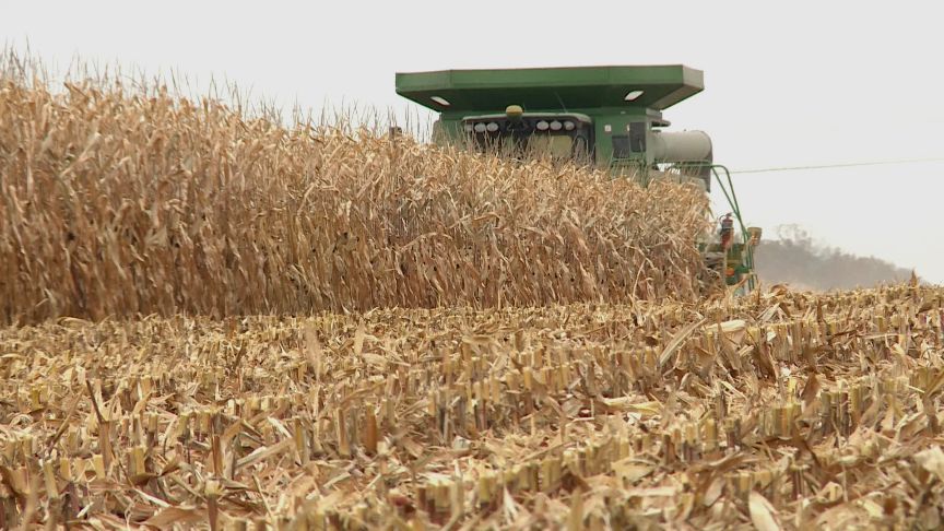 Wisconsin Harvest 2020: Where Do the Crops Stand?
