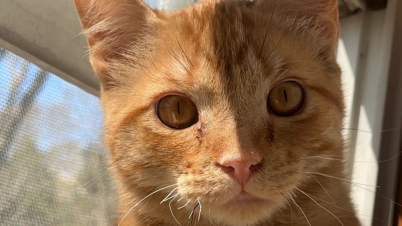 Everyday Heroes: Misfit Felines