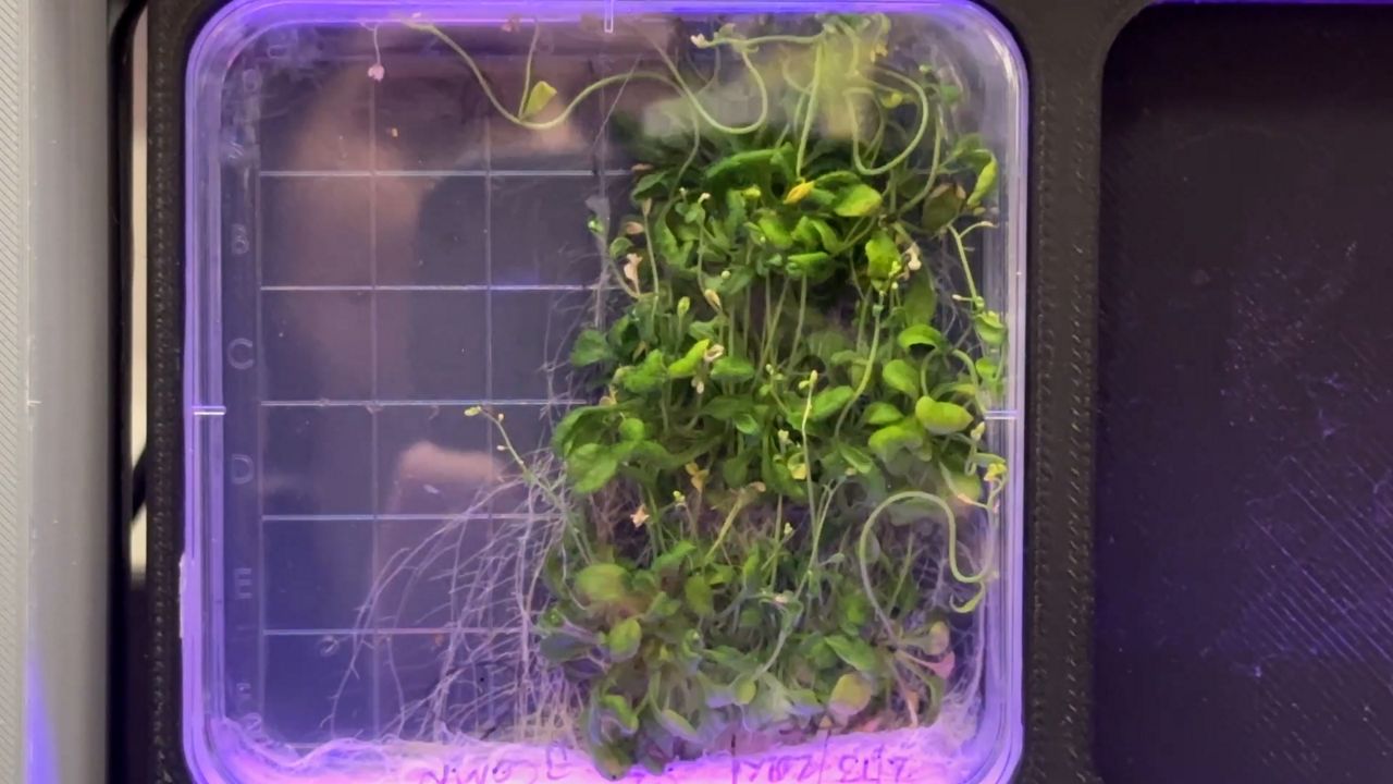 Wisconsin researchers growing plants in space