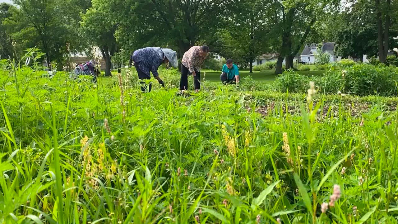 Hmong elders gardening Riverview Gardens