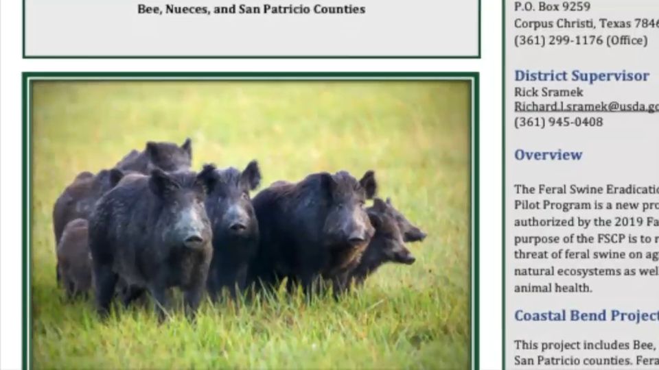 USDA helping Texas farmers manage destructive wild hogs