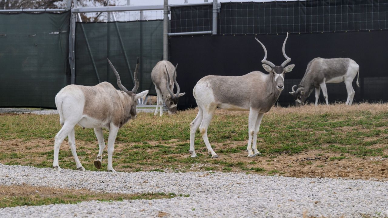 First animals arrive at Saint Louis Zoo WildCare Park