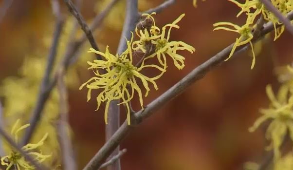 The Unique Bloom Cycle of the Witch-Hazel Plant