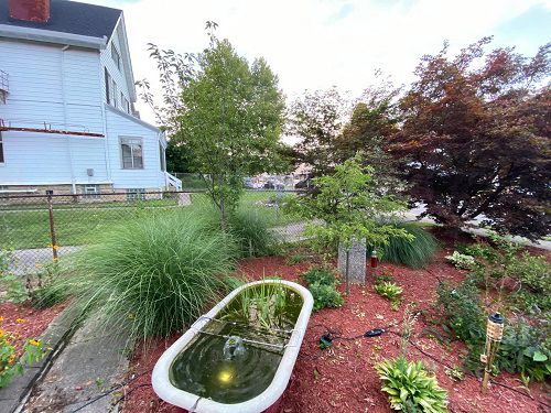 Program provides free trees to make neighborhoods more green