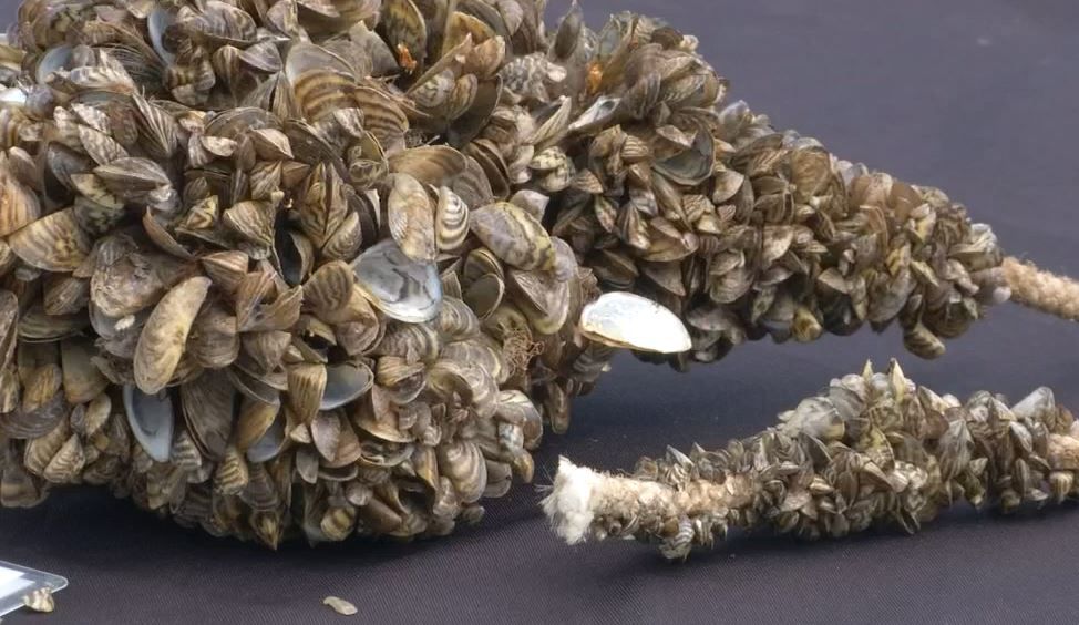 Invasive zebra mussels found in Lake Travis for first time