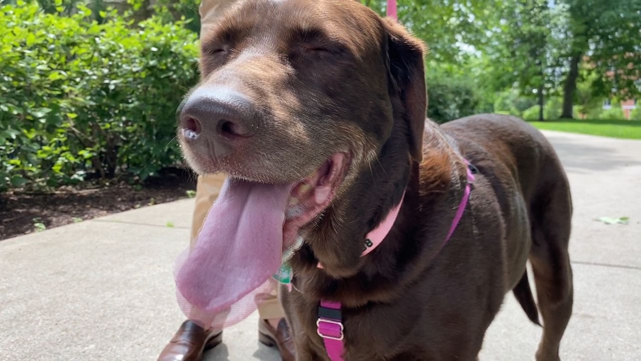 Entrepreneur creates easy way to reunite lost pets with owners