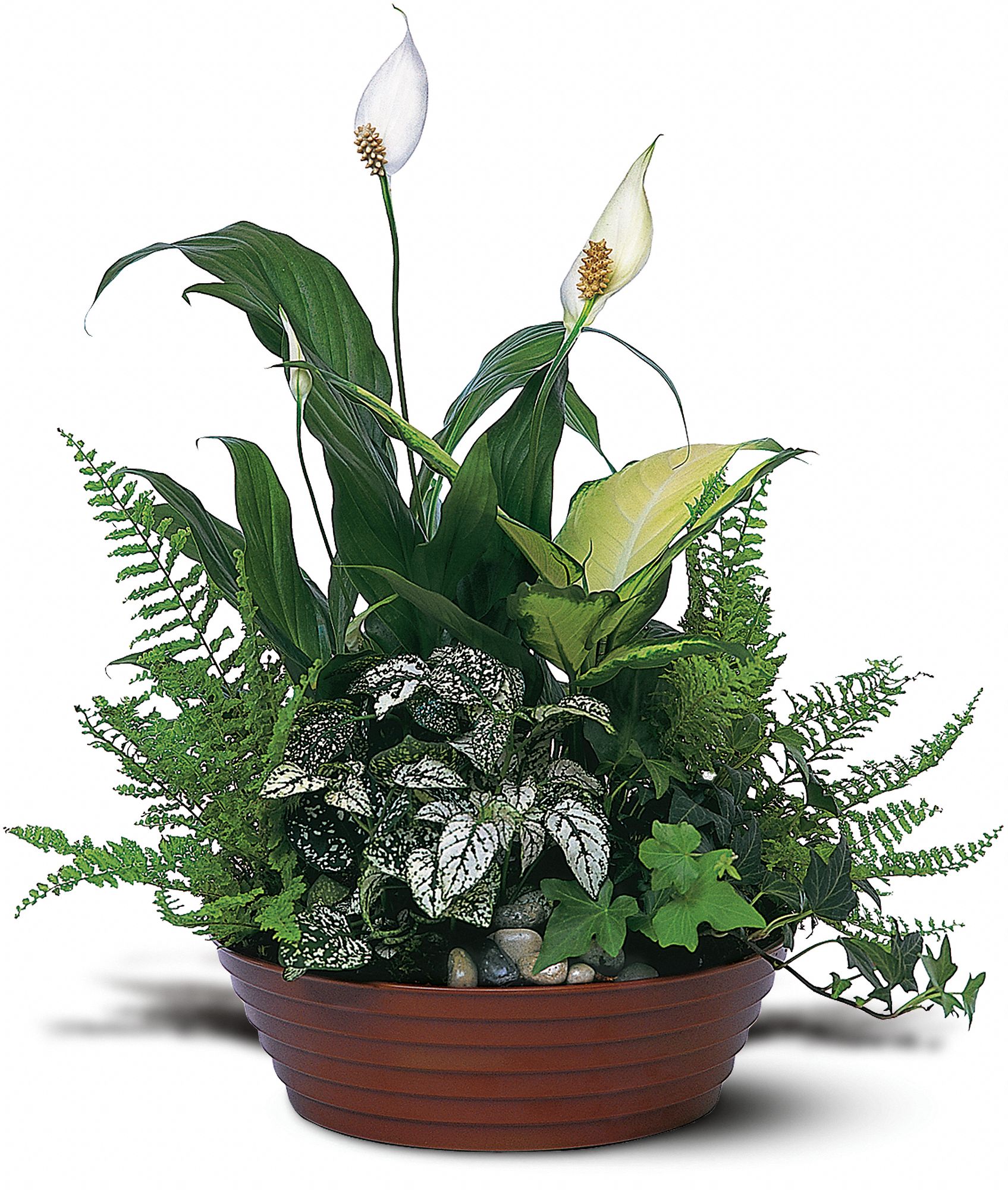 White Garden Plants, White Garden Plant Basket - Teleflora.com