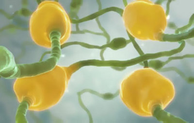 LYMPHOSEEK: TARGET ABILITY In lymphatic mapping and sentinel lymph node ...