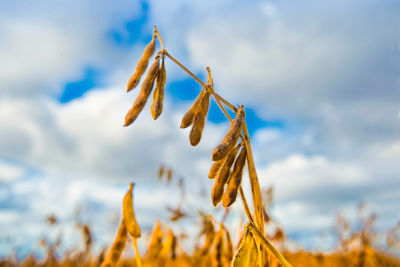 Go digital with the CargillAg app