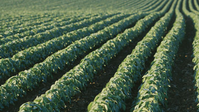 CargillAg | Grow and Sell Grain with Cargill Ltd.