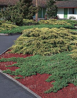 Landscape Basics Spreading Juniper Shrub | The Home Depot Canada