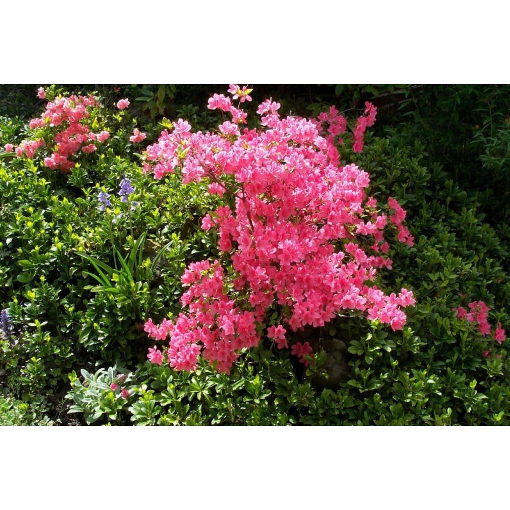 Landscape Basics 2 Gal. (7.5L) Dwarf Azalea (Assorted) | The Home Depot ...
