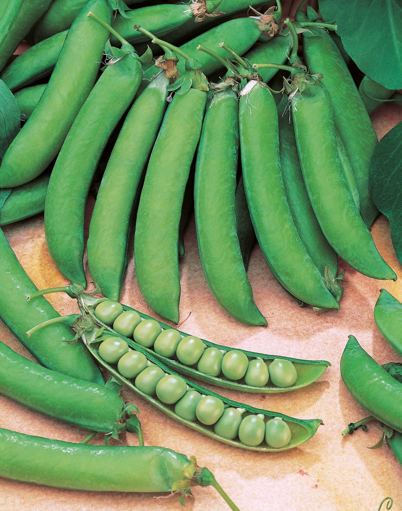 Mr. Fothergill's Seeds Pea Lincoln Homesteader Small Pack Seeds | The ...