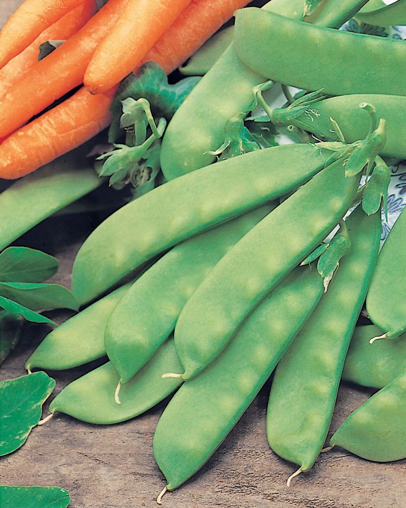 Mr. Fothergill's Seeds Pea Oregon Sugar Pod Small Pack Seeds | The Home ...