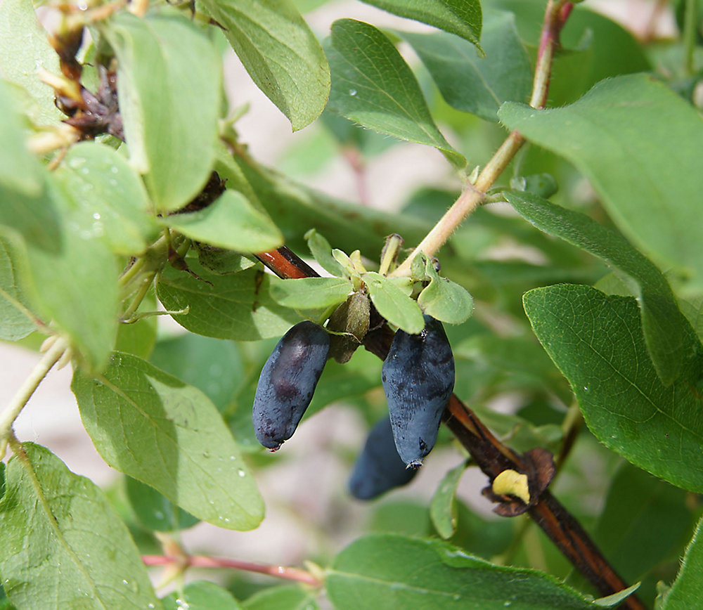 Landscape Basics 10-inch Vigoro Honeyberry 2 in 1 (Haskap) Fruit Plant ... Landscape Basics 10-inch Vigoro Honeyberry 2 in 1 (Haskap) Fruit Plant ...