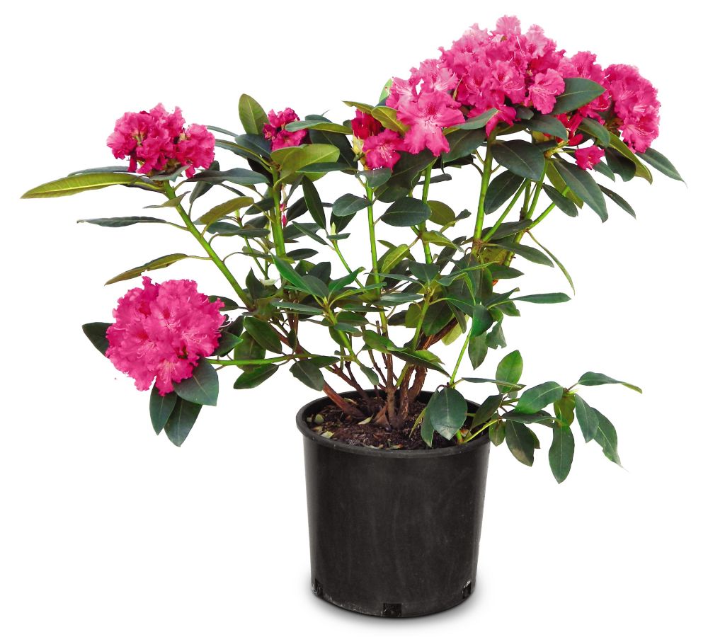 Arbustes | Home Depot Canada