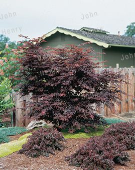 Trees & Shrubs | The Home Depot Canada