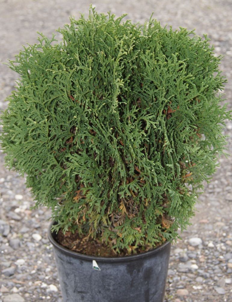 Landscape Basics 8-inch Hetz Midget Cedar Shrub | The Home Depot Canada