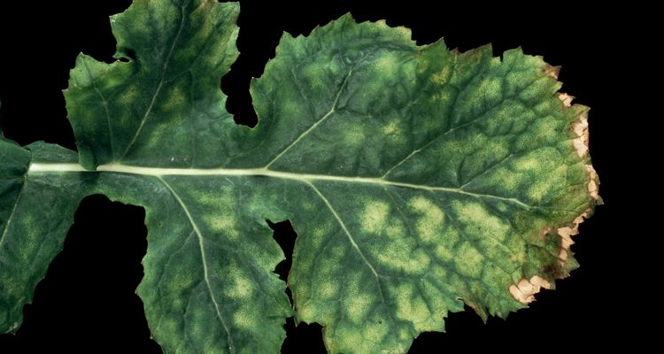 Cures For Plant Nutrient Deficiencies