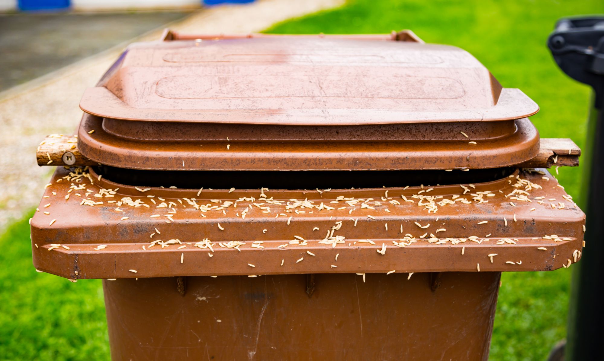 How to Manage A Trash Can Maggot Infestation