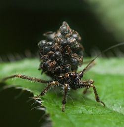 ASSASSIN BUG