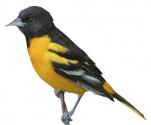 How to Attract Orioles This Spring