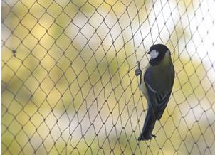 How to Get Rid of Birds | Bird Removal | Havahart®