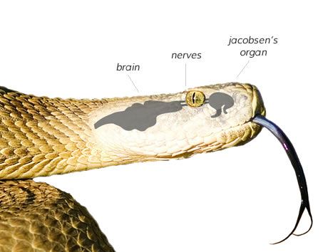 Snake Repellent - Snake-A-Way Granules | Dr. T's Nature Products