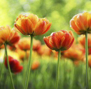 How to Attract Orioles This Spring