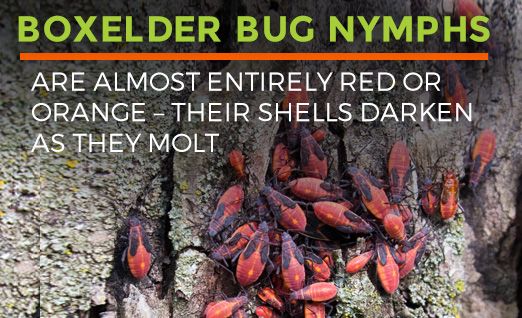 All About Boxelder Bugs
