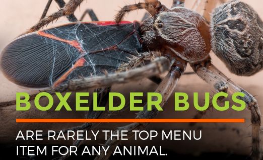 All About Boxelder Bugs