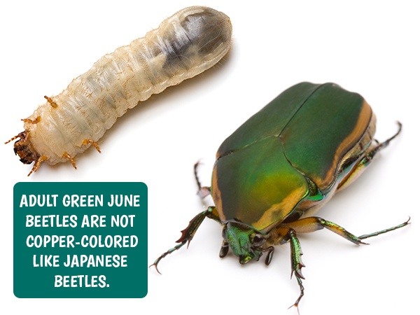 20 Lawn Pests and How to Fight Them