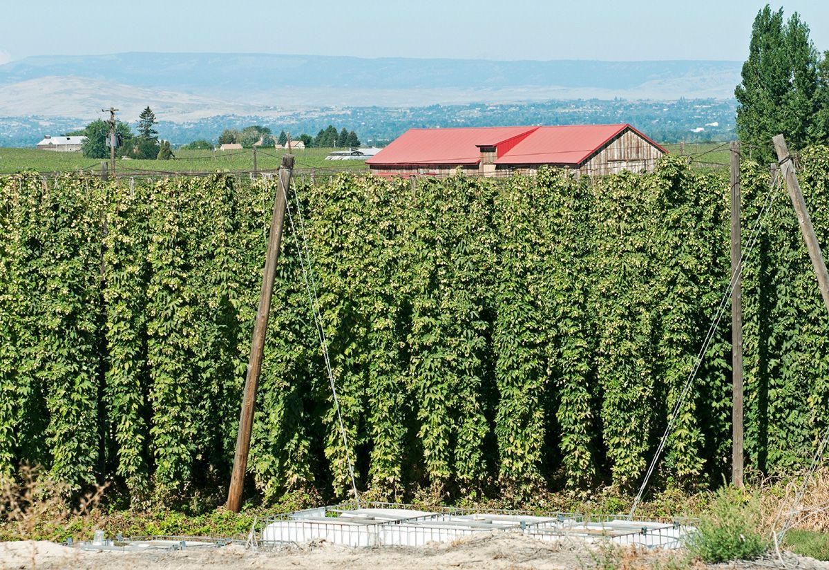 How to Grow Organic Hops