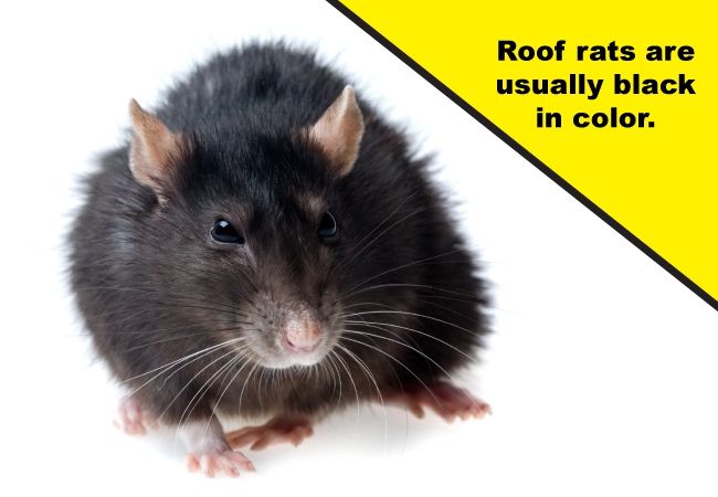 How to Identify and Eliminate Roof Rats